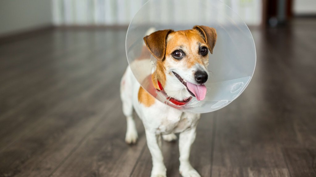 Should I Spay My Dog Sarasota Veteirnary Center Sarasota FL should-i-spay-my-dog-sarasota-veteirnary-center-sarasota-fl